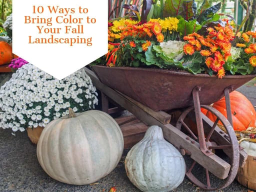 10 Ways to Bring Color to Your Fall Landscaping | DiSabatino