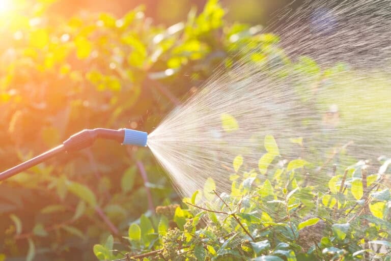 Winter Anti-Desiccant Tips for Evergreens | DiSabatino