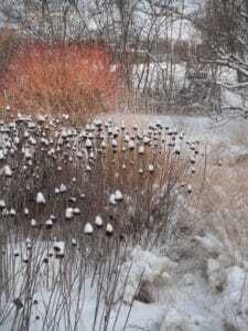 4 Benefits of Planting Winter Interest Plants | DiSabatino